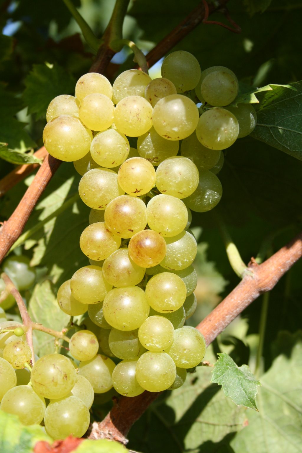 Gelber Muskateller – weingut-anselmann.de