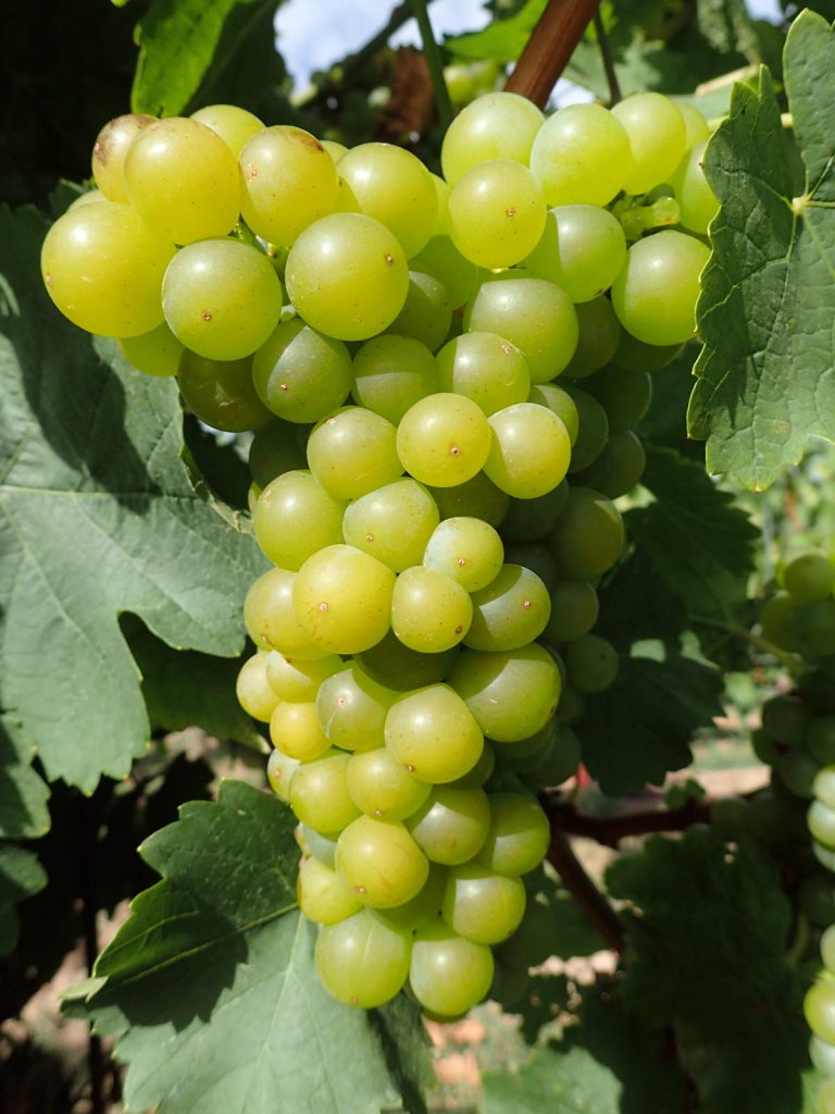 Morio-Muskat – weingut-anselmann.de