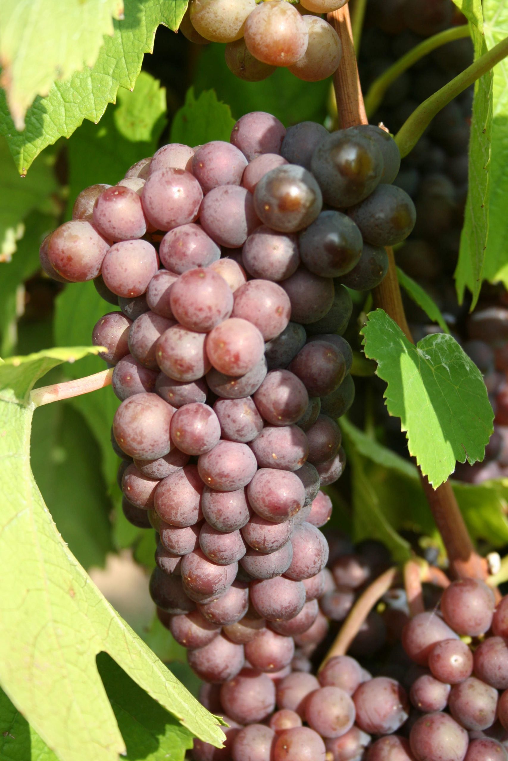 Grauer Burgunder/ Pinot gris – weingut-anselmann.de