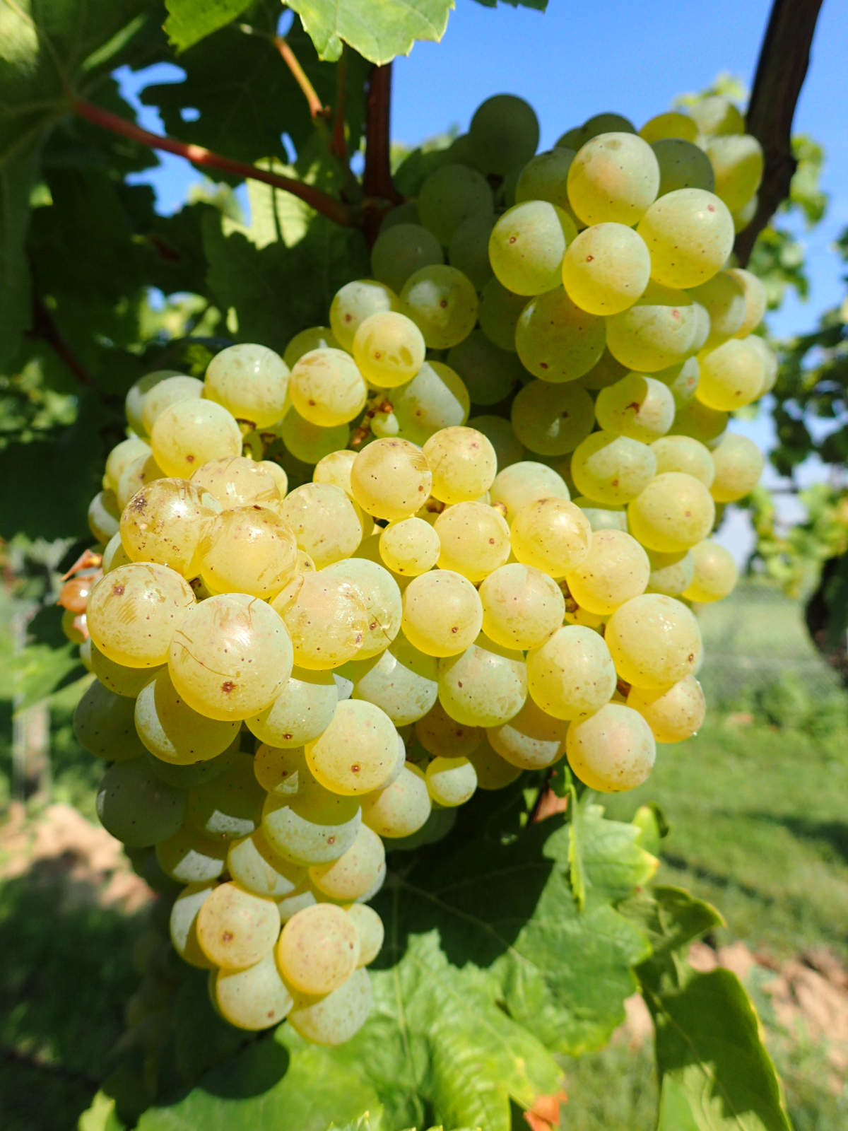 Scheurebe – weingut-anselmann.de